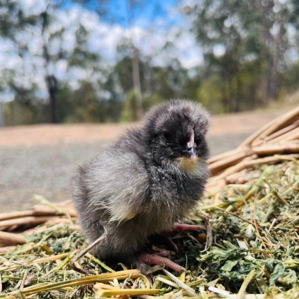 Purebred Heritage Chickens For Sale In Queensland