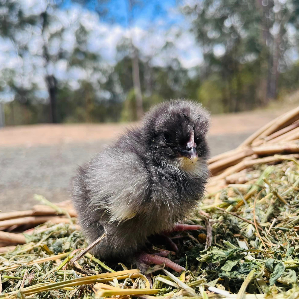 Purebred Heritage Chickens for Sale in Queensland