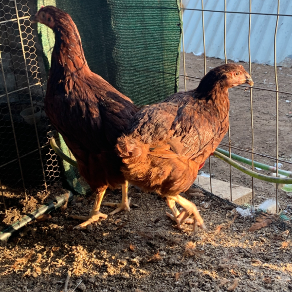 Our Heritage Chicken Breeds | Grandchester Heritage Poultry