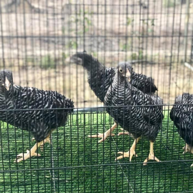 Guide to Raising Baby Chicks - Grandchester Heritage Chickens