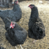 Purebred Heritage Chickens For Sale In Queensland