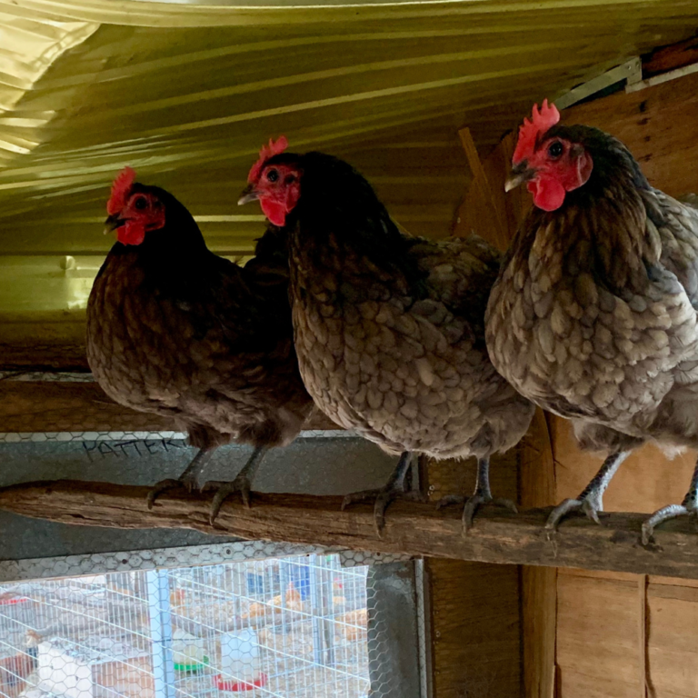 Purebred Heritage Chickens for Sale in Queensland
