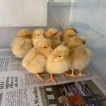 Chicken Information & FAQs - Grandchester Heritage Chickens