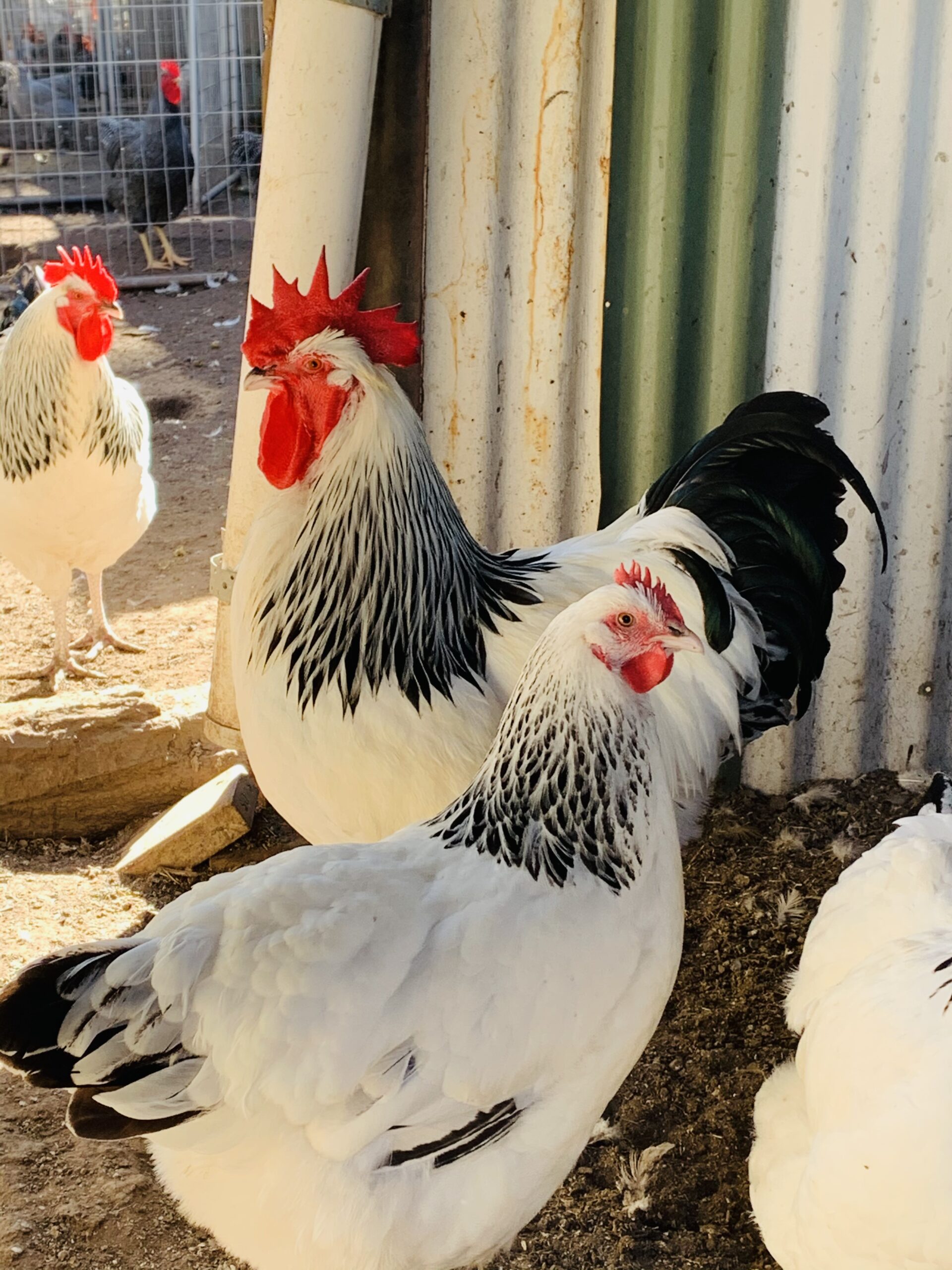 Chicken Information & FAQs - Grandchester Heritage Chickens