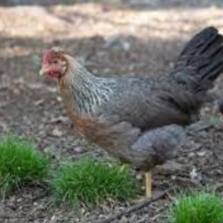 Purebred Heritage Chickens for Sale in Queensland