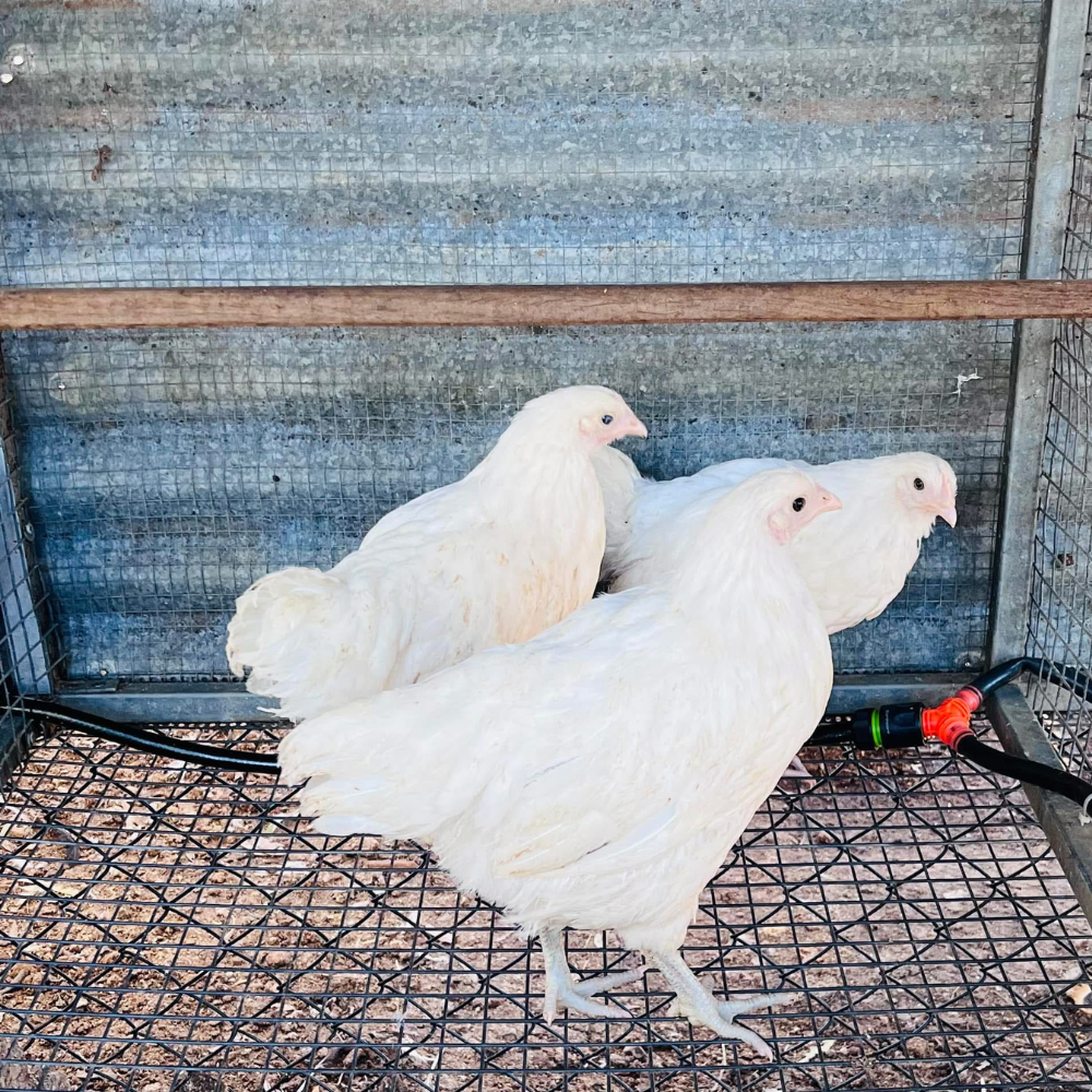 Purebred Heritage Chickens for Sale in Queensland