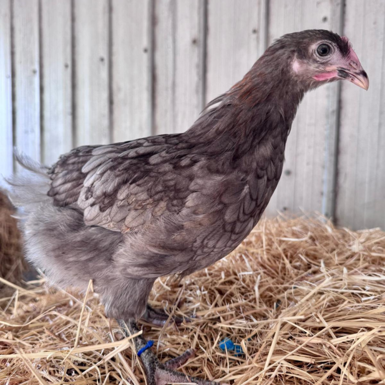 Blue Copper Maran Rooster | Heritage Chickens