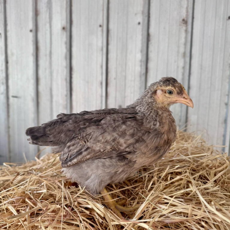 Cream Legbar - Grandchester Heritage Chickens