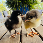 Guide to Raising Baby Chicks - Grandchester Heritage Chickens