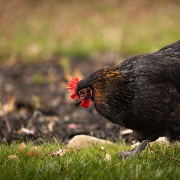 Blue Copper Maran Rooster | Heritage Chickens
