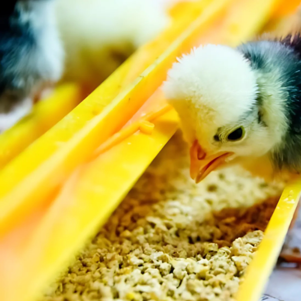 Guide to Raising Baby Chicks - Grandchester Heritage Chickens