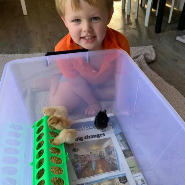 Guide to Raising Baby Chicks - Grandchester Heritage Chickens